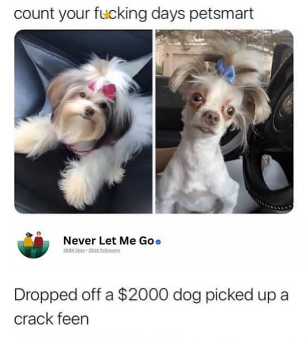 Dropped off a $2000 dog picked up a crack feen - 9GAG