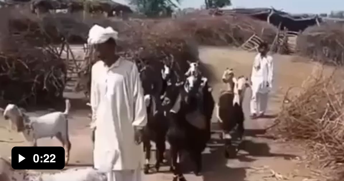 Nachi goats from Pakistan are known as the dancing goats - 9GAG
