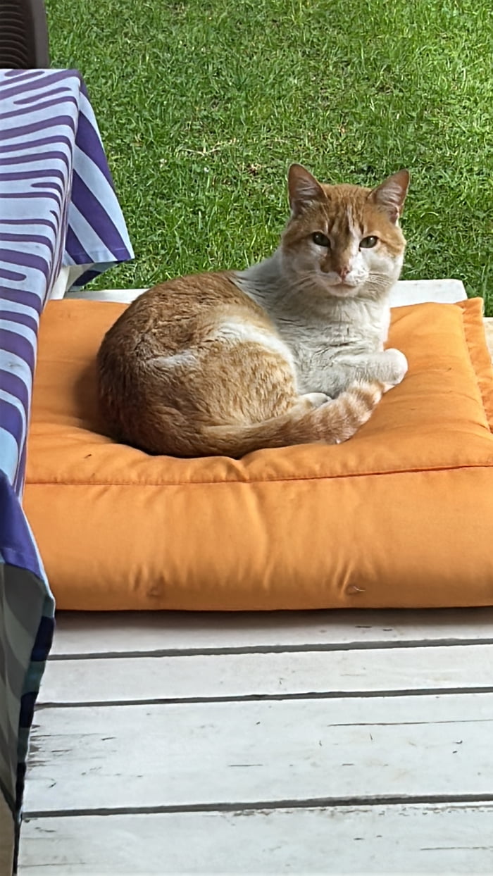 Hugo now lives in the garden. Hugo is a good cat. - 9GAG