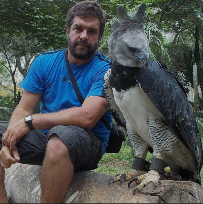 Just a casual photo with a Harpy Eagle - 9GAG