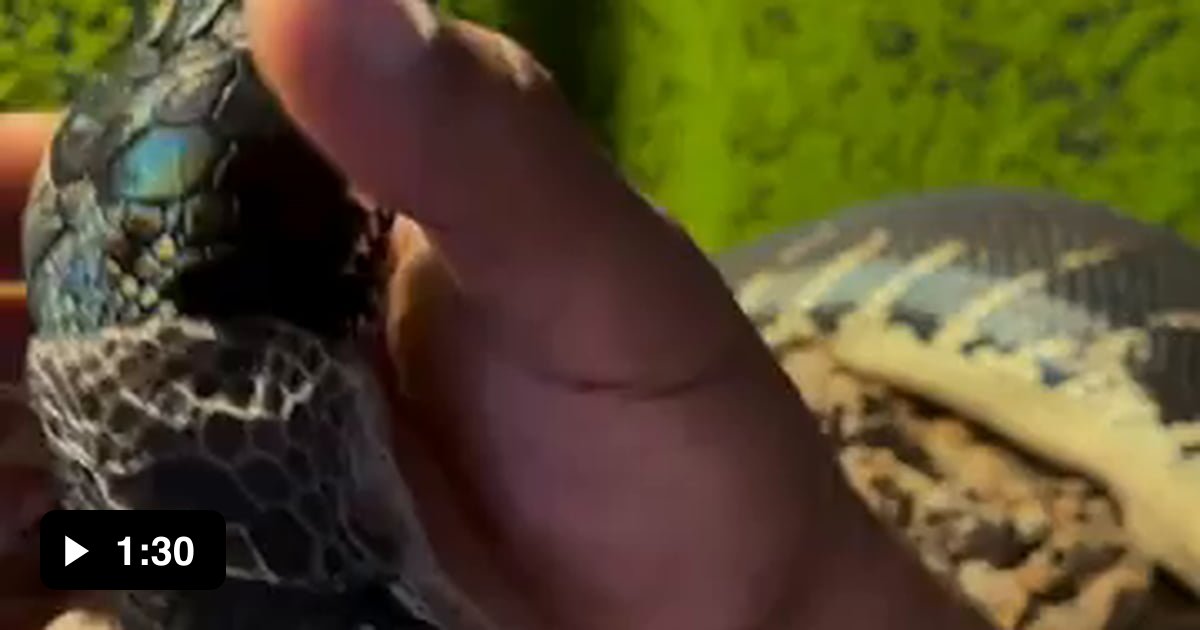 Snake shedding its skin while being held - 9GAG