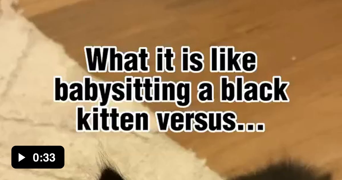 Black cat versus typical Orange cat - 9GAG