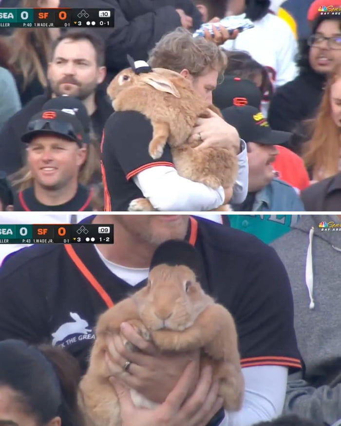 Of an emotional support bunny, Alex the great - 9GAG