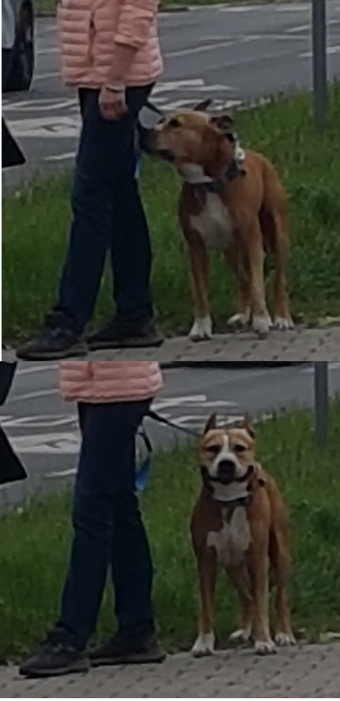 Harold the Dog - 9GAG