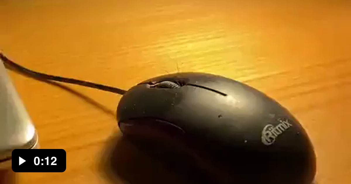 Cockroach on a mouse - 9GAG