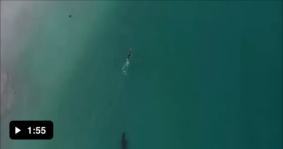 Drone captures a pod of orcas intrigued by a swimming human - 9GAG