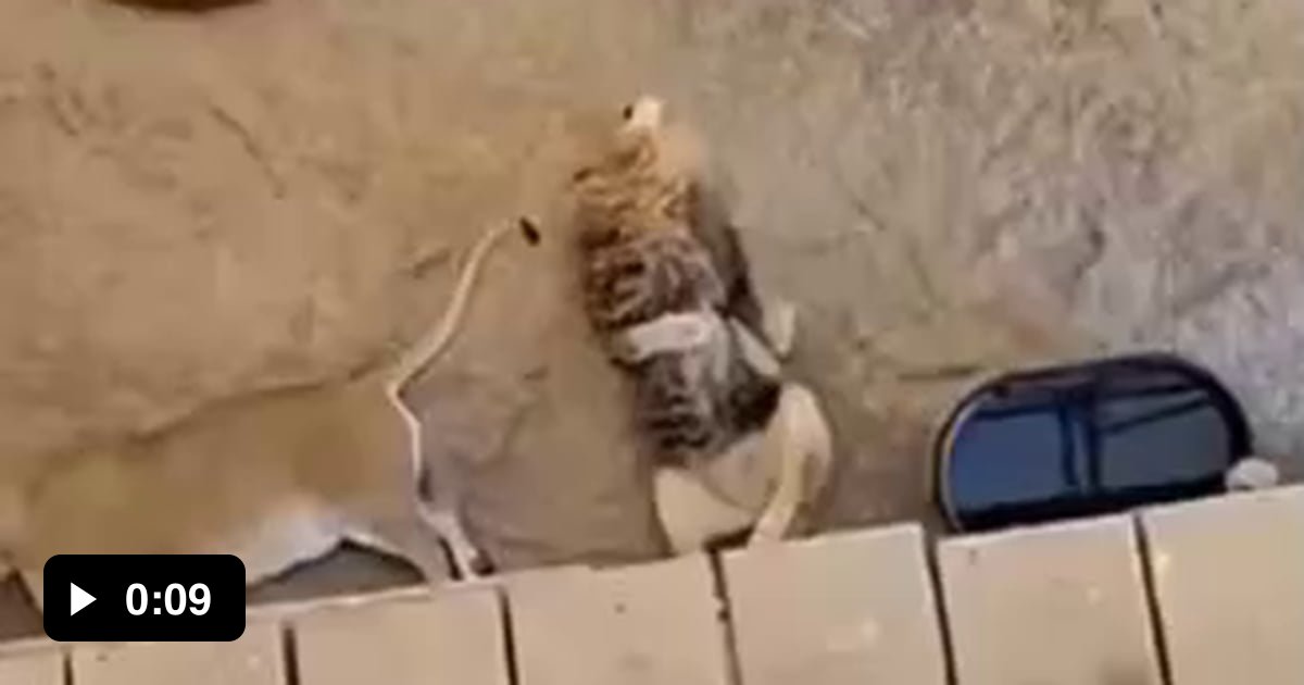 F**k it, im ready to suffer for trying to pet this killer cat - 9GAG