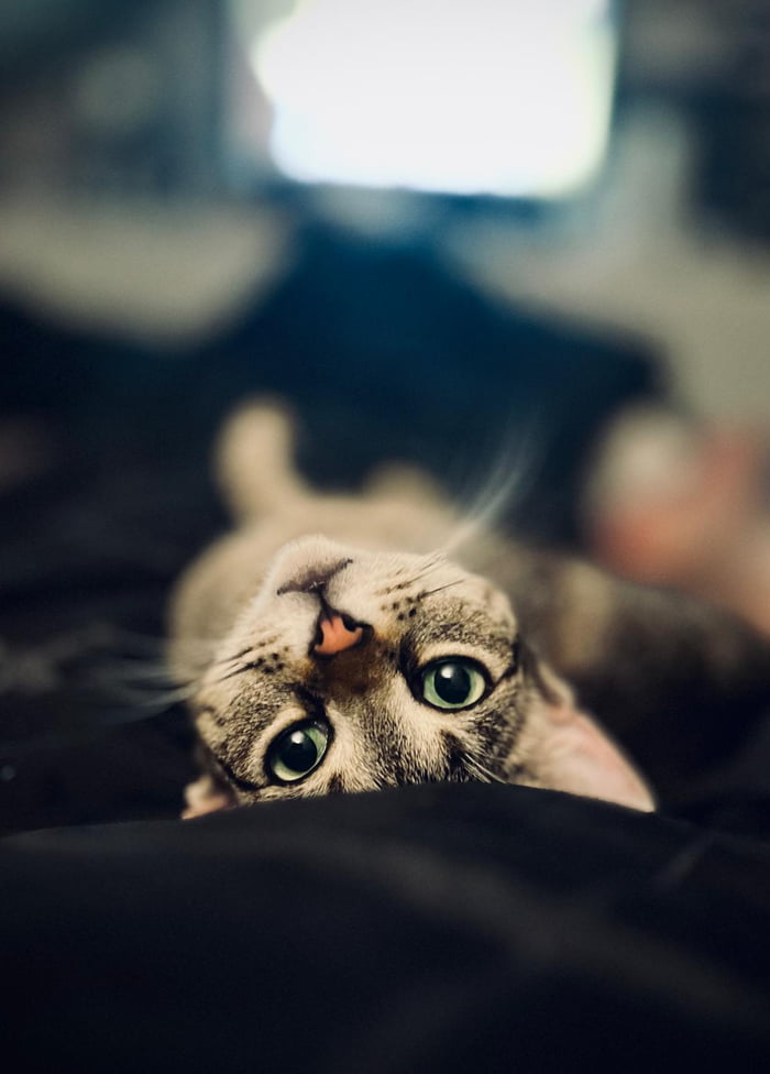 One more cat... - 9GAG