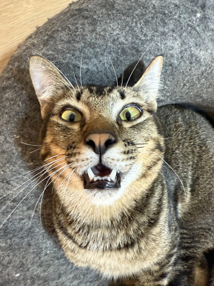 Epic cat face - 9GAG