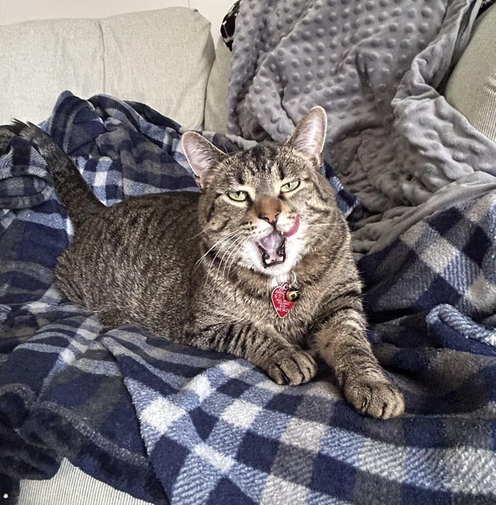 Kitty Appreciation Post - 9GAG