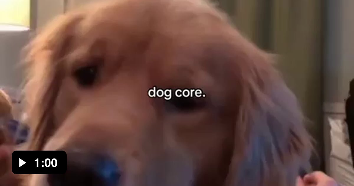 Just a little dog core to brighten your day - 9GAG