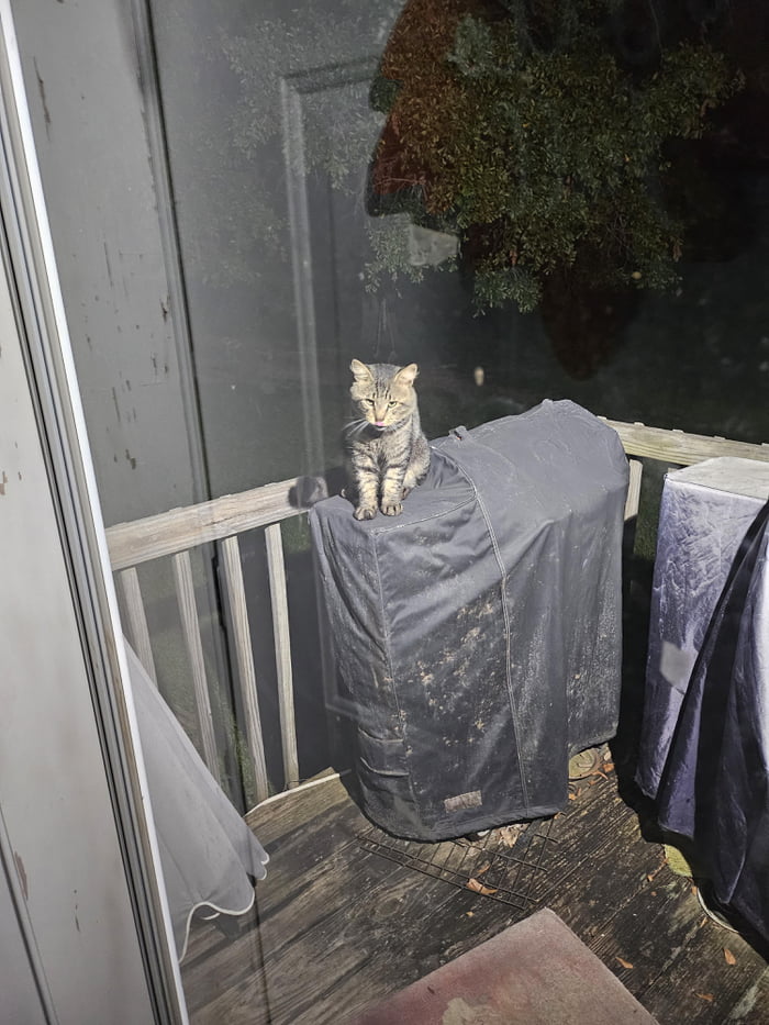 Biscuit just showed back up last night after disappearing in January - 9GAG