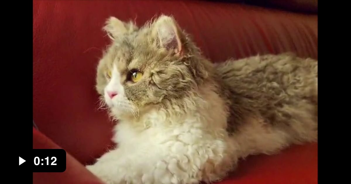 Chew'bacca Pretty Boy - 9GAG