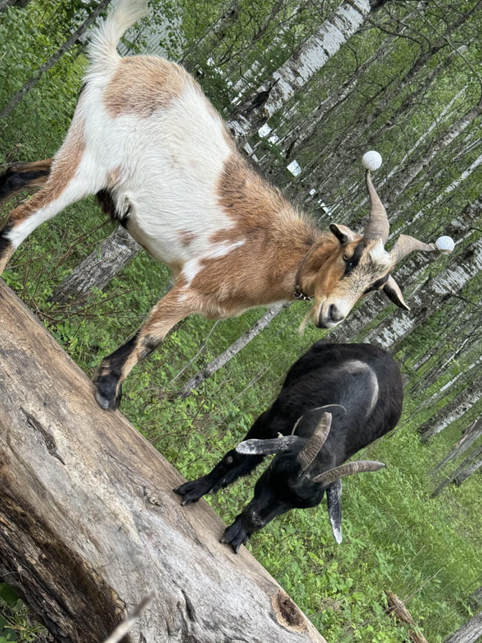 Some mean goats get golf balls - 9GAG