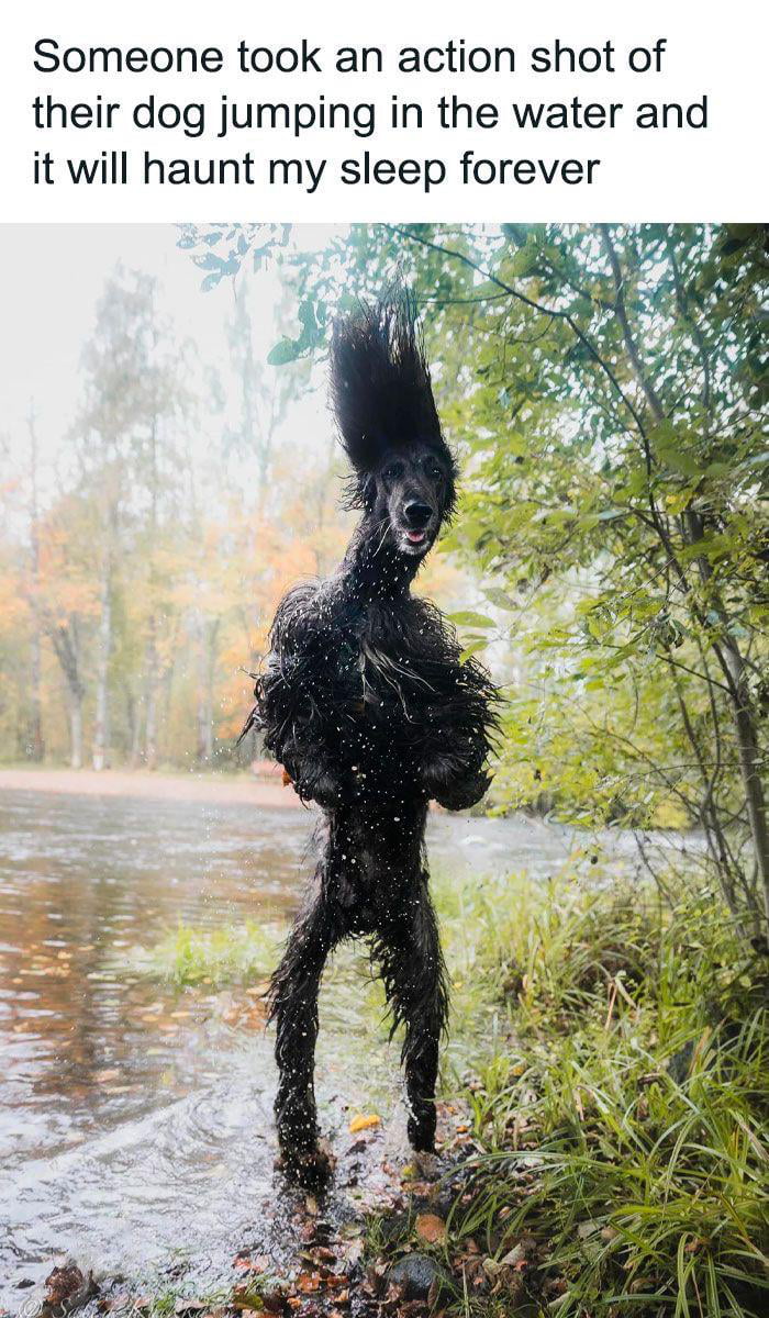 Eldritch, the lake hound of Blueberry Meadows - 9GAG