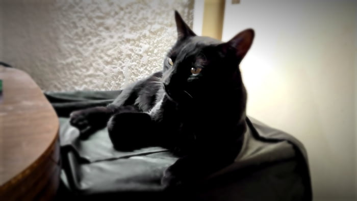 Roko has become my Printer Guardian. He decides whether I print or don ...