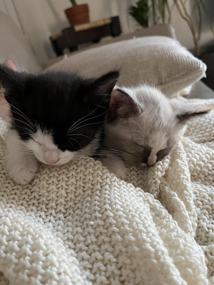 So smol. So eppy. - 9GAG