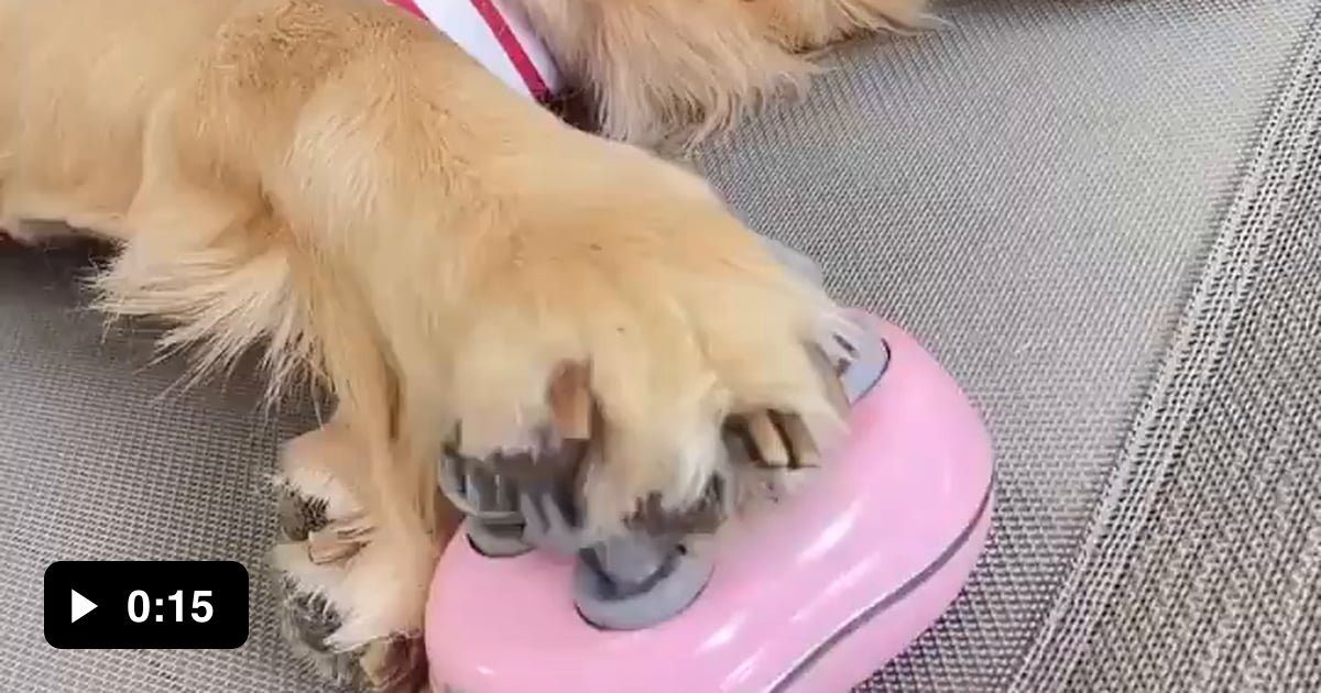 A massaged dog is a happy dog - 9GAG