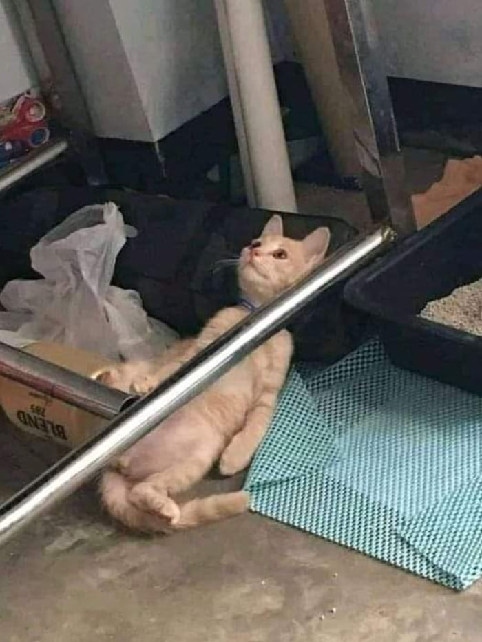 When existential dread hits your Cat - 9GAG