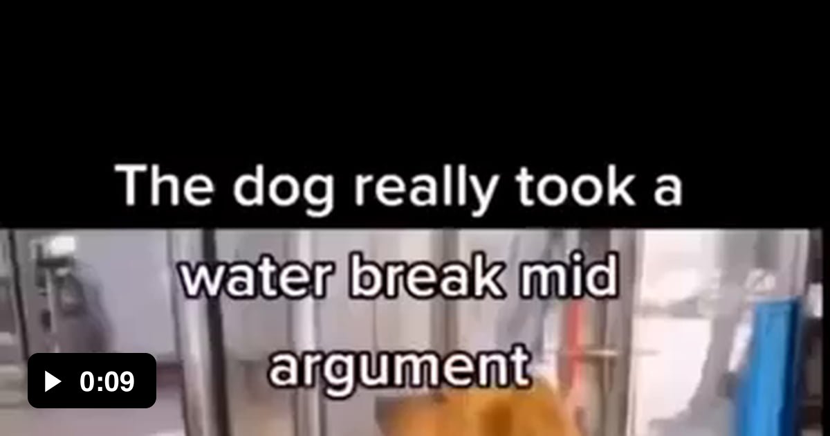 Dog takes a water break mid argument - 9GAG