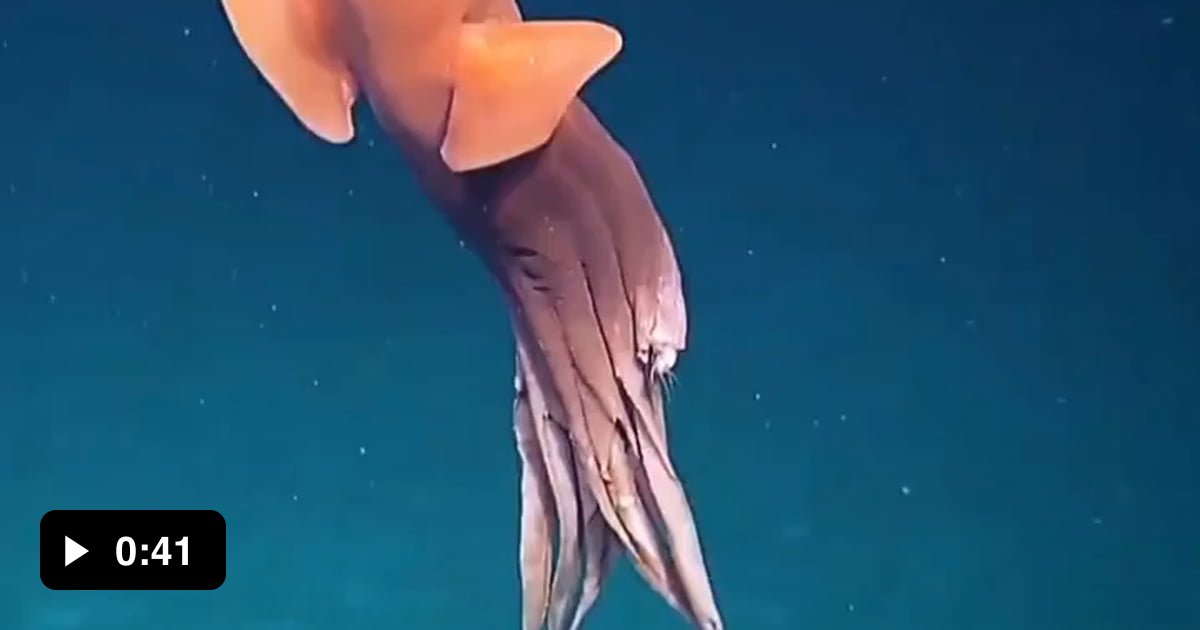 Incredible octopus stretching its tentacles to form a huge balloon ...