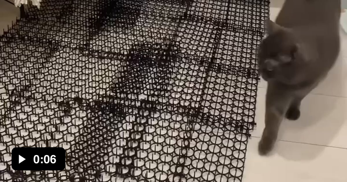 Cat Wtf is this? - 9GAG