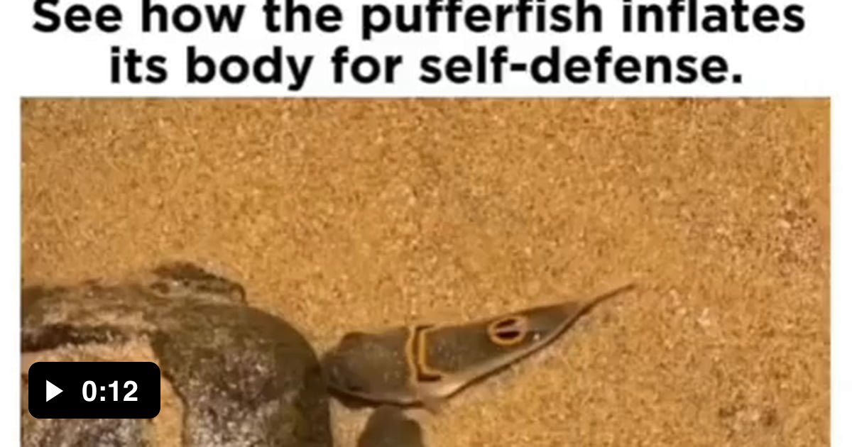Puffer fish's unique defense mechanism - 9GAG