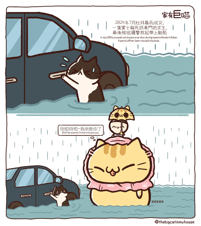 Big Cat Rescue Squad, move out! - 9GAG