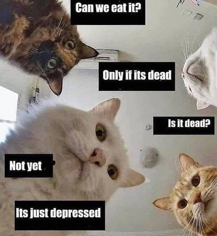 Cats discussing dinner plans - 9GAG