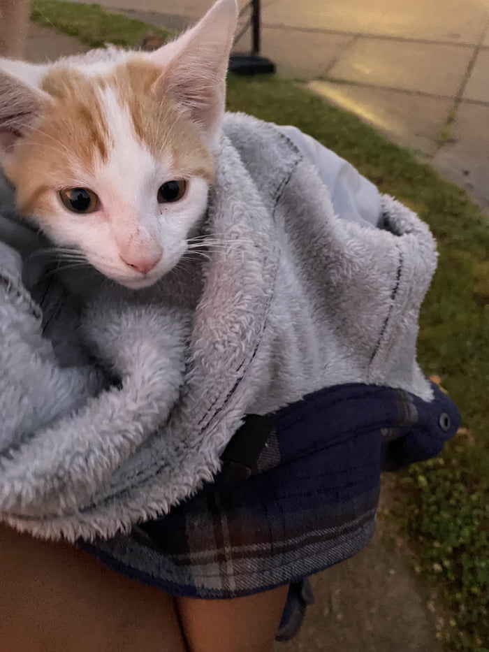 Kitty in blanket - 9GAG