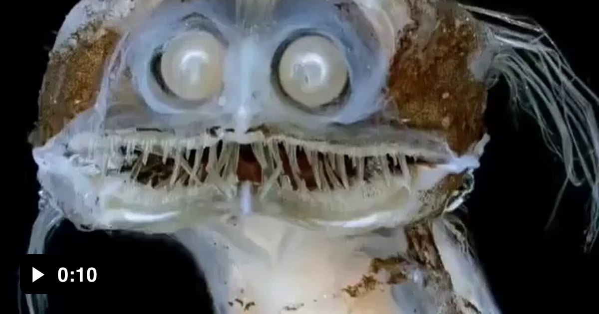Telescopefish, a rare deep-sea creature known for its eyes adapted for ...