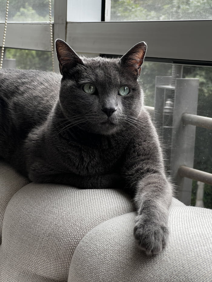 Meet my magnificent cat, Magnus. - 9GAG