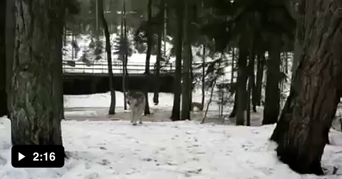 Wolves shower human in affection - 9GAG