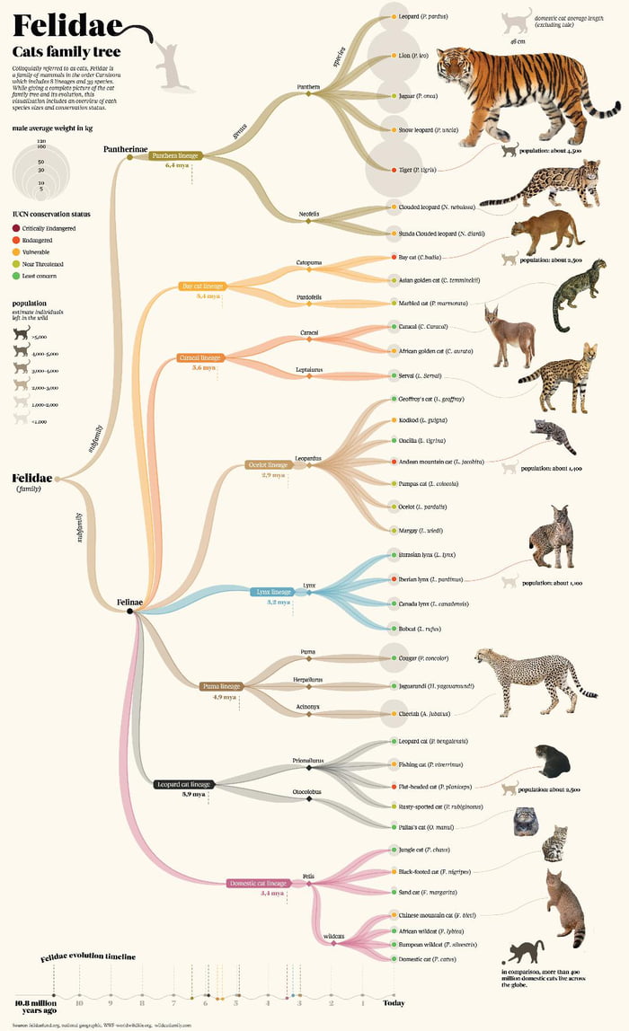 A cool guide to cat lineage - 9GAG
