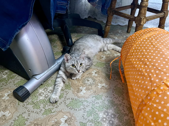 Picked up this catto from the street 3 weeks ago. - 9GAG