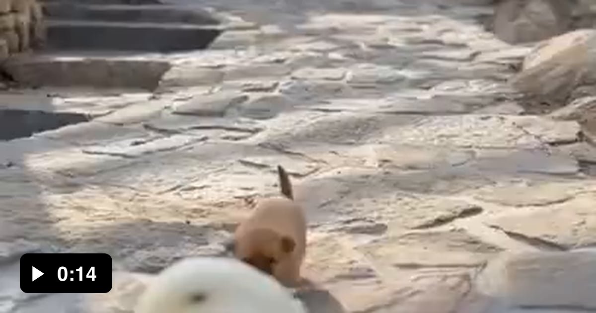 Basically I am very smol - 9GAG