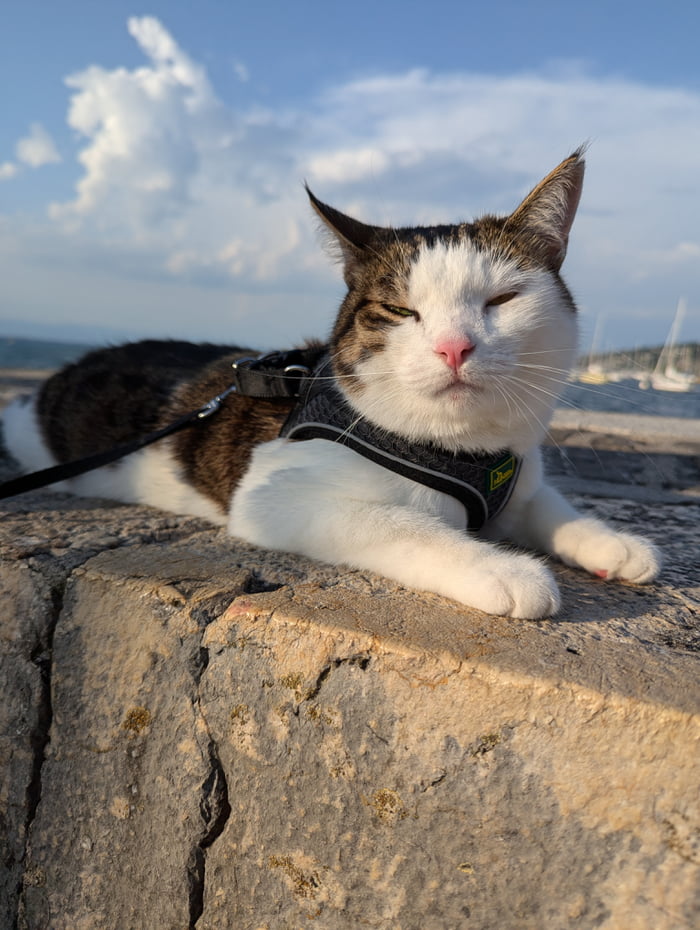 My cat Isa while in Geneva 🇨🇭. She definitely enjoys travels ...