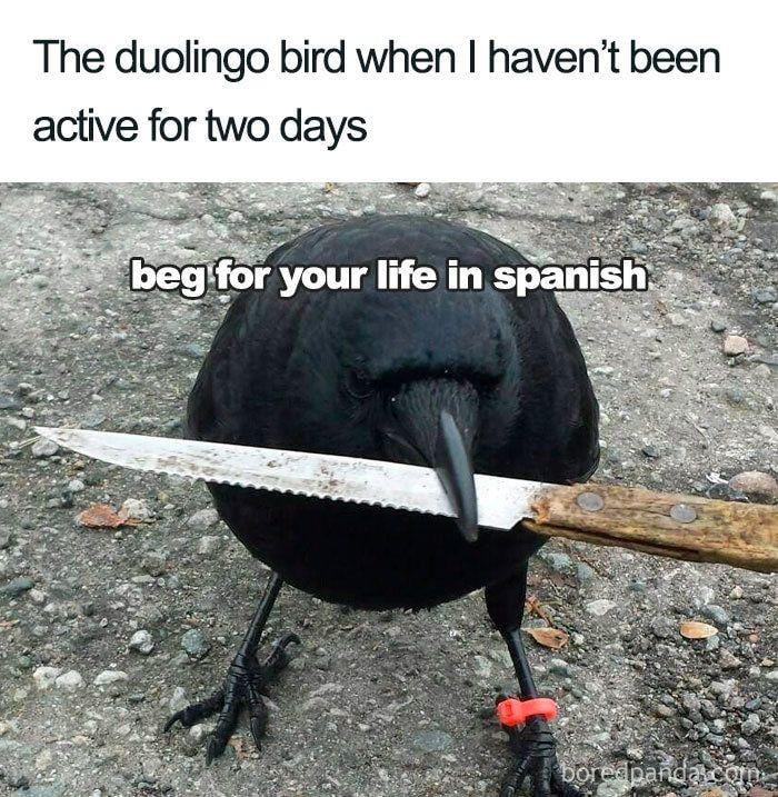 The Duolingo bird has quite a character to it - 9GAG