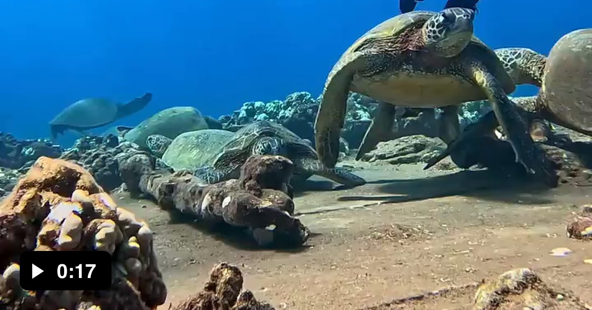 Turtles On Their Day Off - 9GAG