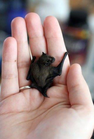 The bumblebee bat is the world’s smallest mammal. According to the ...