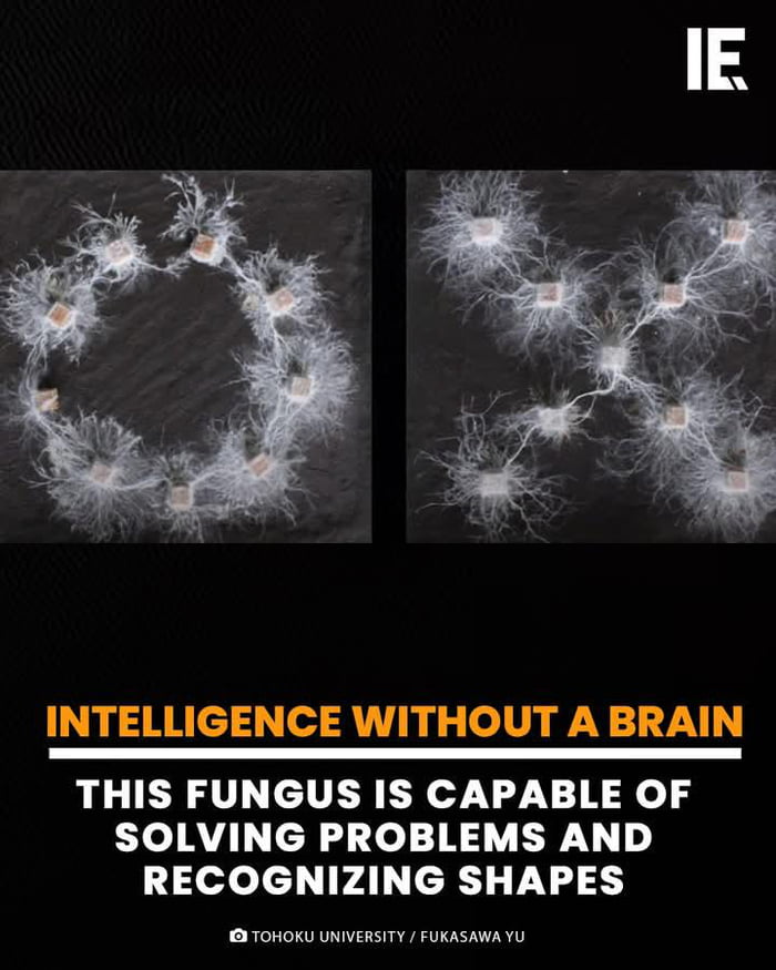 Intelligence Without a Brain - 9GAG