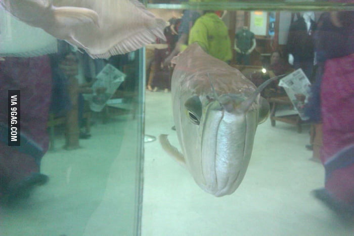 The grumpy fish - 9GAG