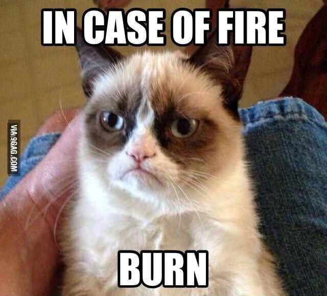 Grumpy cat being grumpy. - 9GAG