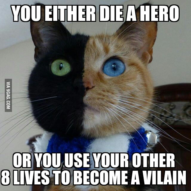 Two face cat - 9GAG