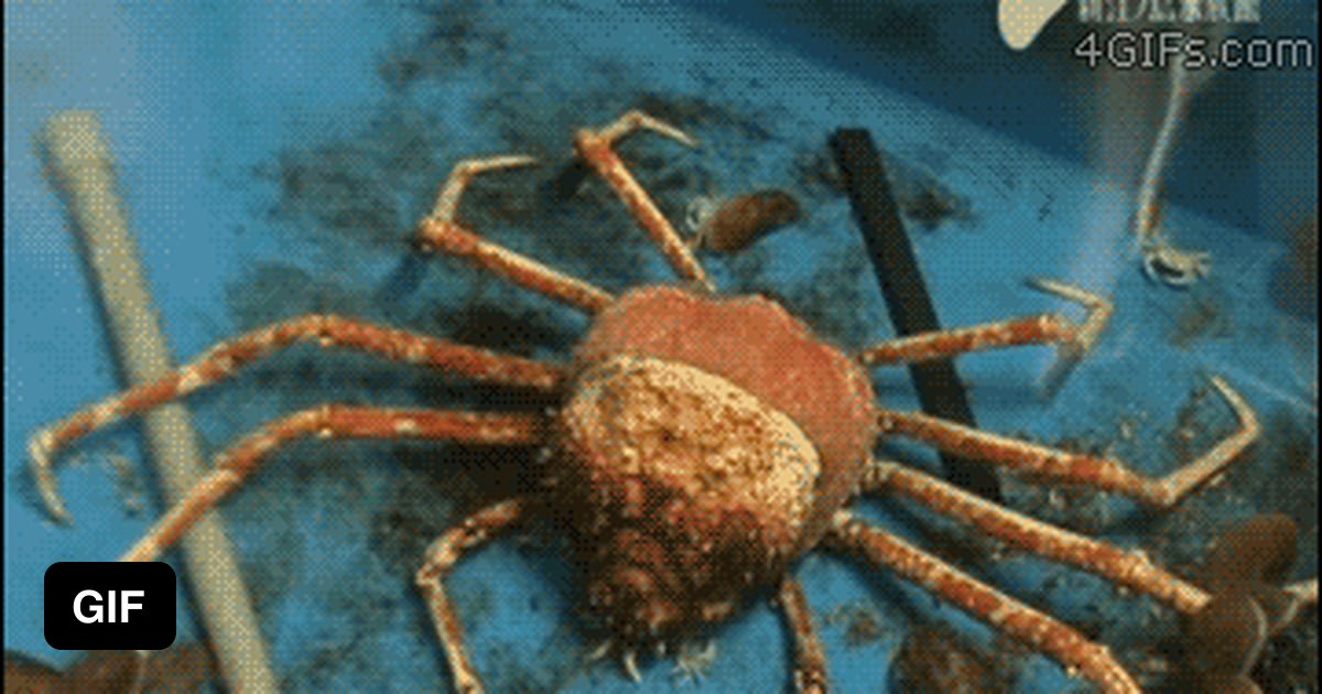 Crab emerging from its old shell - 9GAG