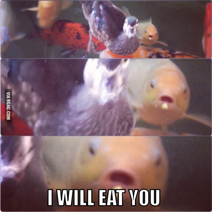 Angry Koi Fish will eat you - 9GAG