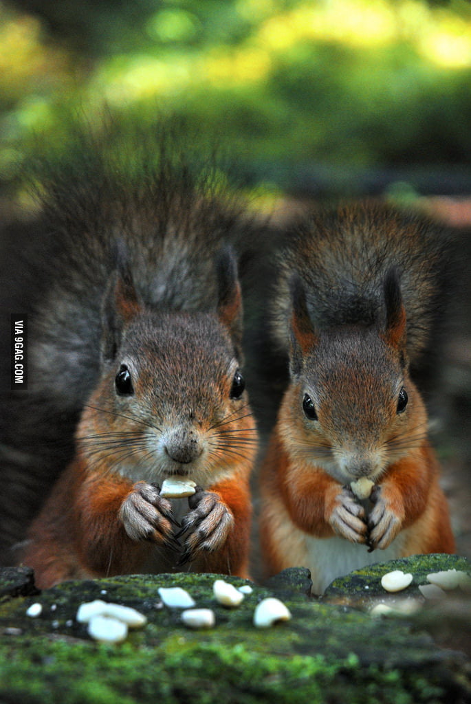 Two Cute Squirrels Eat Lunch - 9GAG