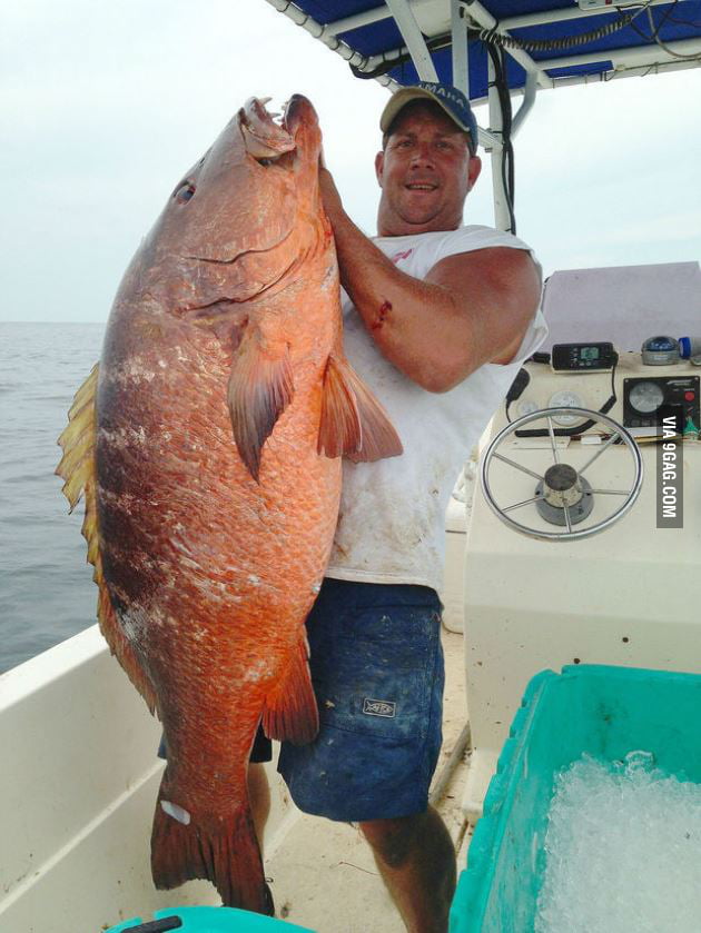 Record Cubera Snapper caught off Alabama - 9GAG