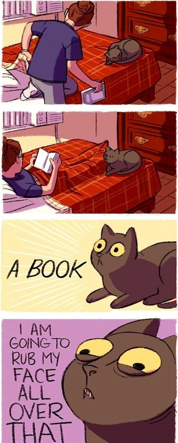 Cat Logic...? - 9GAG