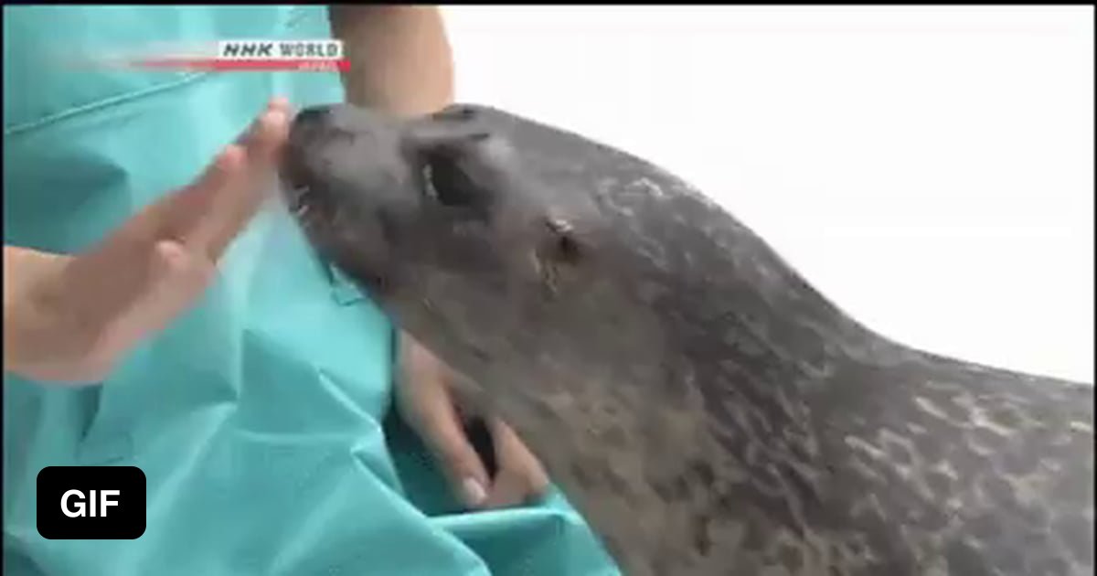 Seal being squashed - 9GAG